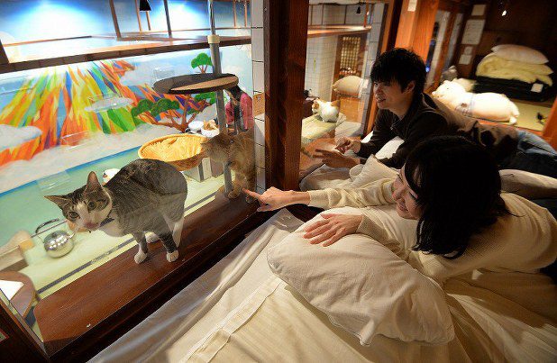 Neko Hatago, Hostel di Jepang yang Ajak Tamu Menghitung Kucing sampai ...