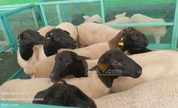 Peternakan Domba Impor Pertama di Mojokerto Kembangkan Populasi hingga ...